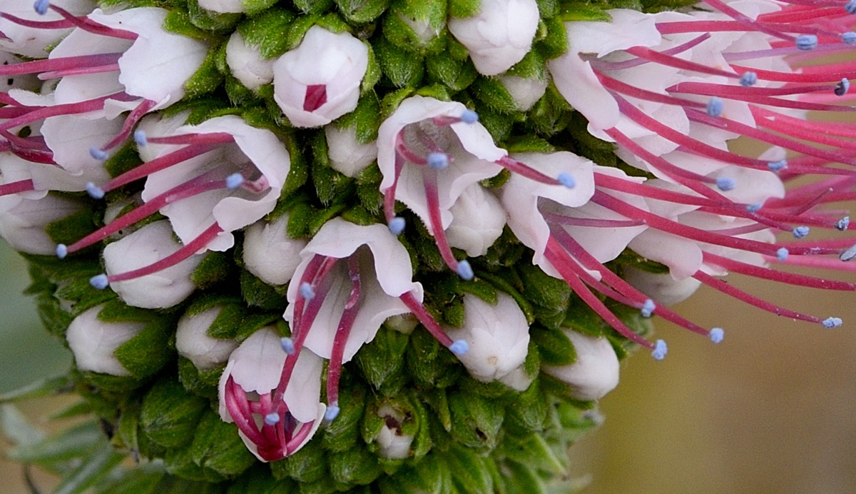New portal dedicated to the flora of Madeira is launched on the 17th ...