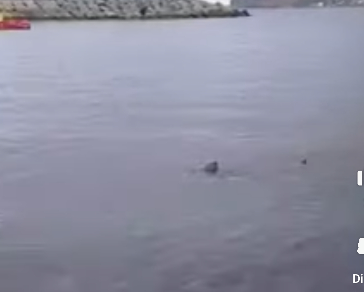 Shark at Ribeira Brava surprised bathers - Madeira Island News Blog