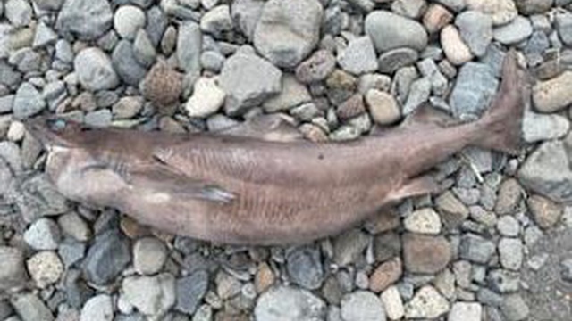 Deep sea shark washed ashore in Funchal - Madeira Island News Blog