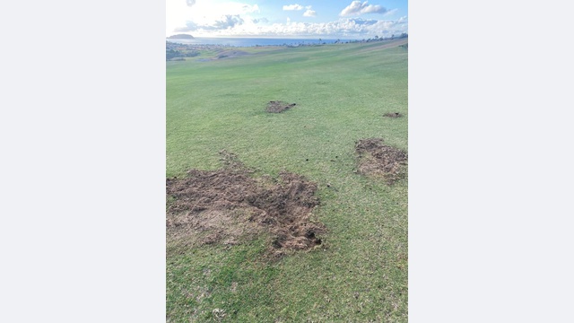 Rabbits are wreaking havoc on the Porto Santo golf course - Madeira ...