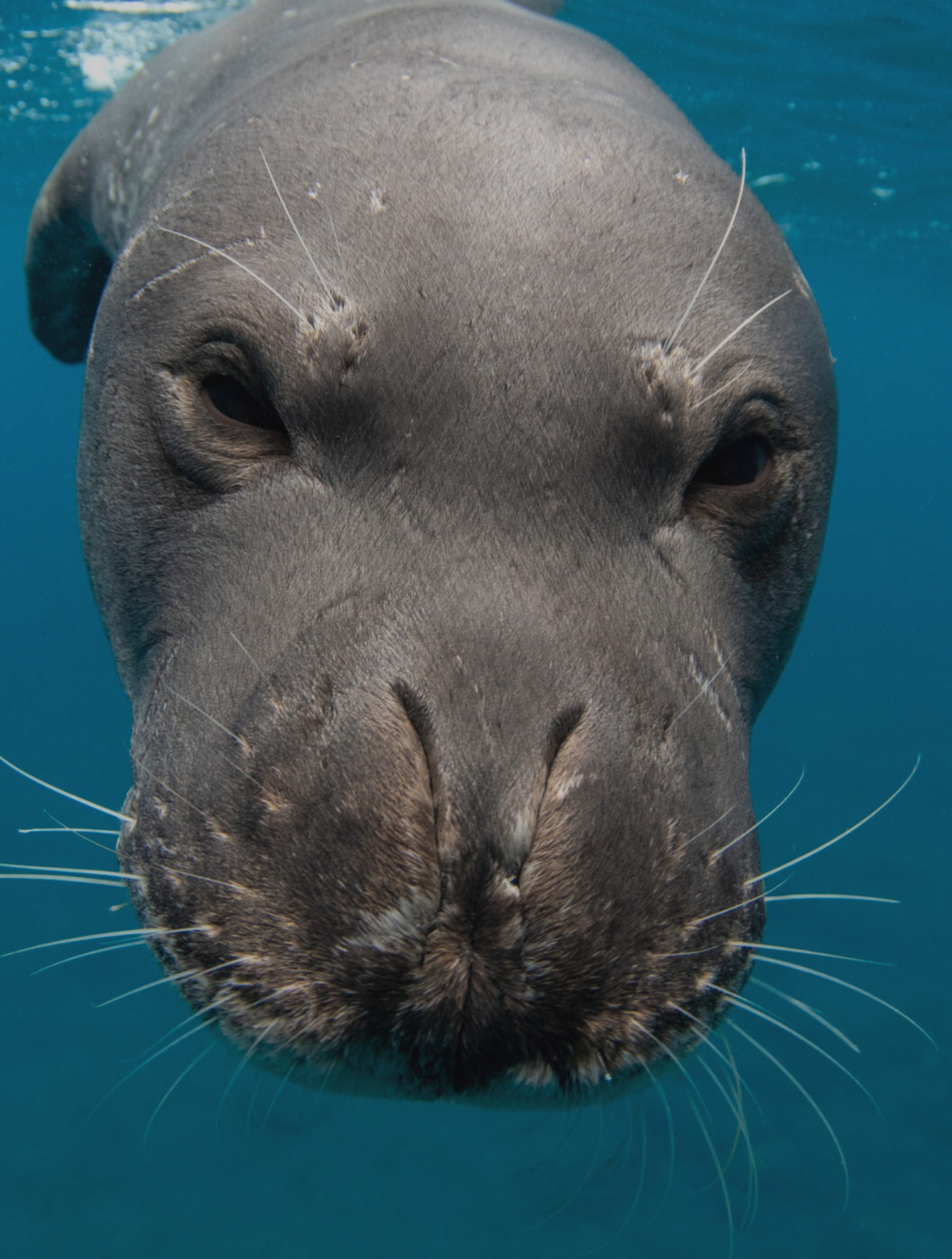 This is the worlds rarest Seal - Madeira Island News Blog