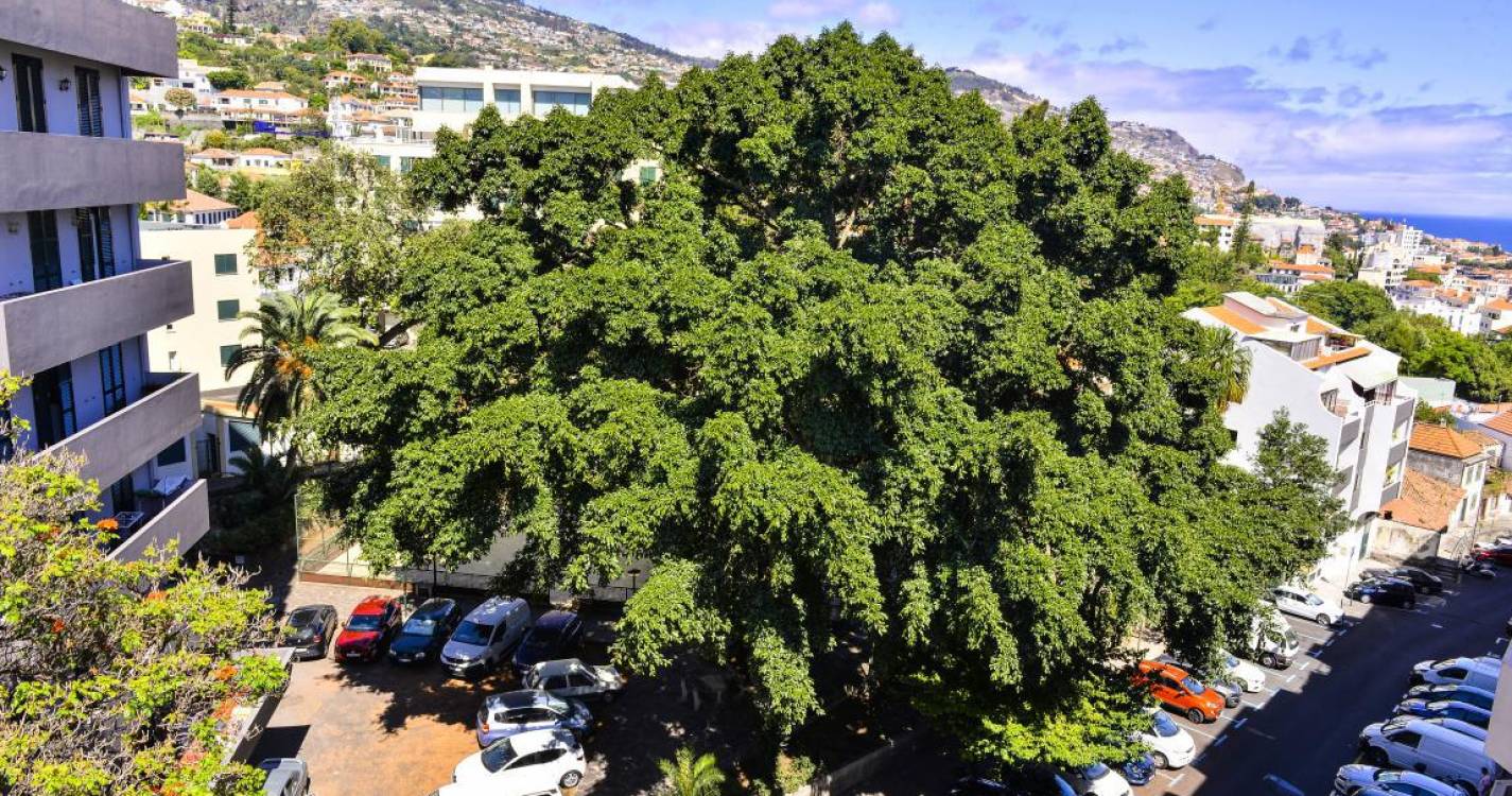 Quinta Deão tree among the finalists of the 'Tree of the Year 2025 ...